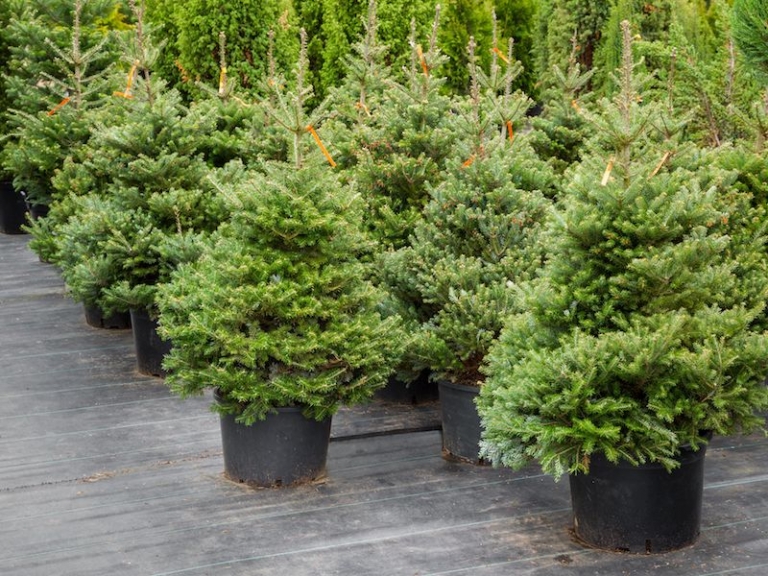 Sapin De Nol En Pot