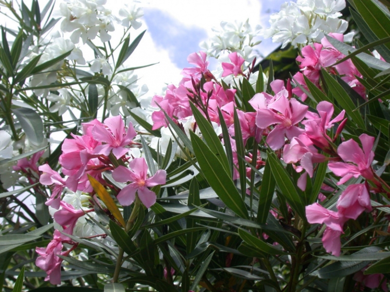 Les meilleurs conseils pour soigner son laurier rose en hiver