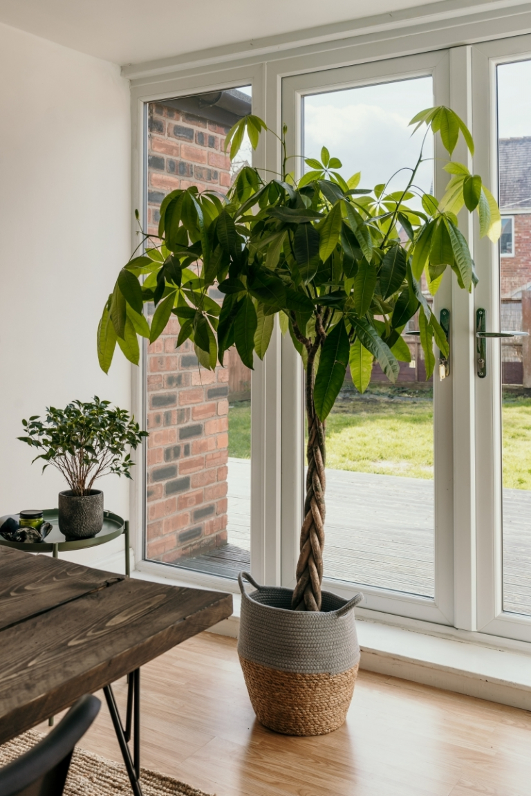 13 idées de plante porte-bonheur à intégrer chez soi pour attirer la ...