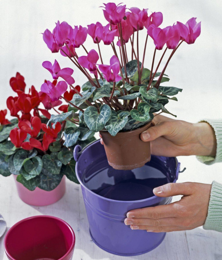 Comment entretenir un cyclamen ? Tout savoir pour avoir une belle ...