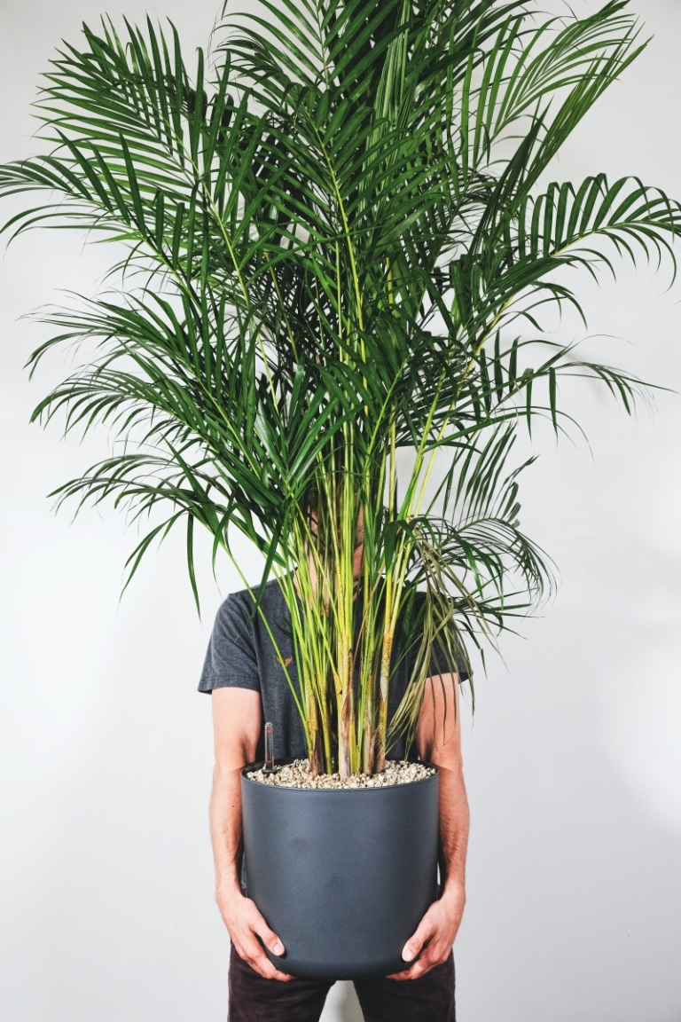 13 idées de plante porte-bonheur à intégrer chez soi pour attirer la ...