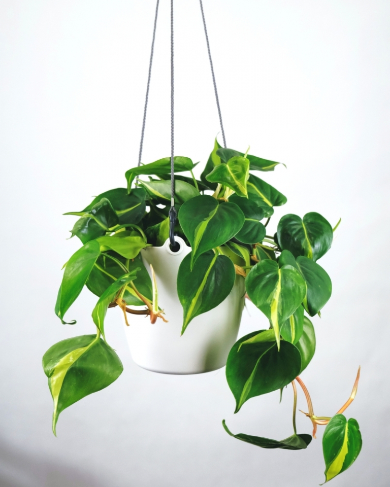 13 idées de plante porte-bonheur à intégrer chez soi pour attirer la ...