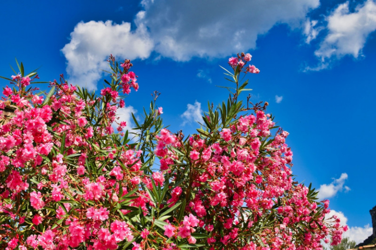 Quand et comment tailler les lauriers roses : Guide complet pour ...