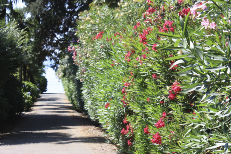 Quand et comment tailler les lauriers roses : Guide complet pour ...