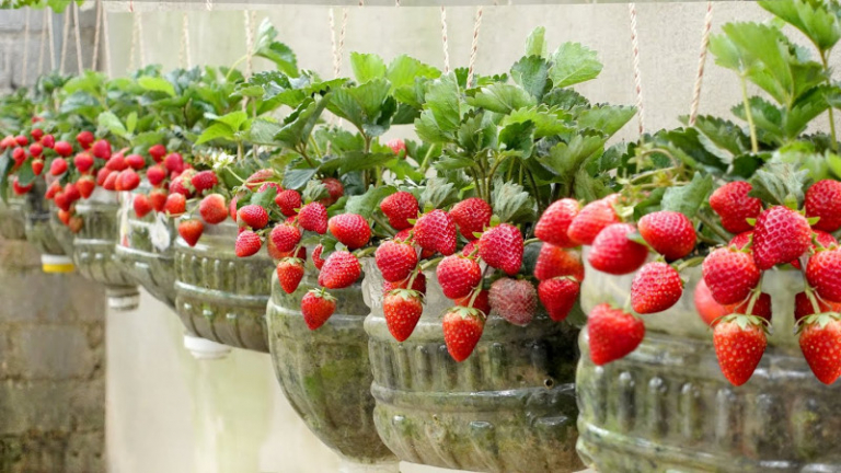 Planter des fraisiers en hauteur : Tout savoir sur la culture en conteneur