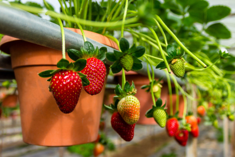 Planter des fraisiers en hauteur : Tout savoir sur la culture en conteneur