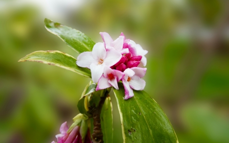 Top 10 des arbustes à fleurs persistants à planter dans son jardin