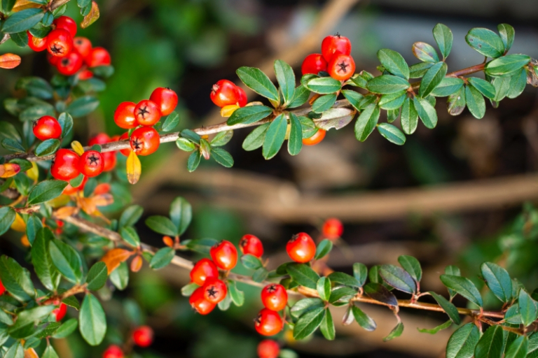 Quelle plante grimpante extérieur à feuillage persistant pour sublimer ...