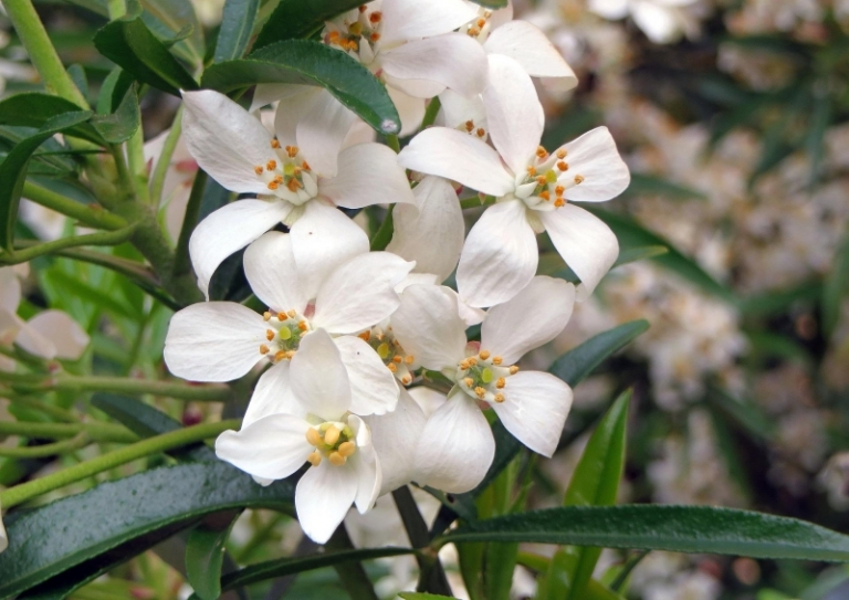 Top 10 des arbustes à fleurs persistants à planter dans son jardin