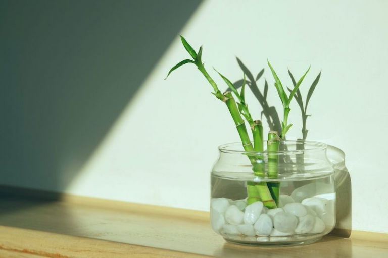 Comment faire pousser une plante très rapidement dans un verre d’eau