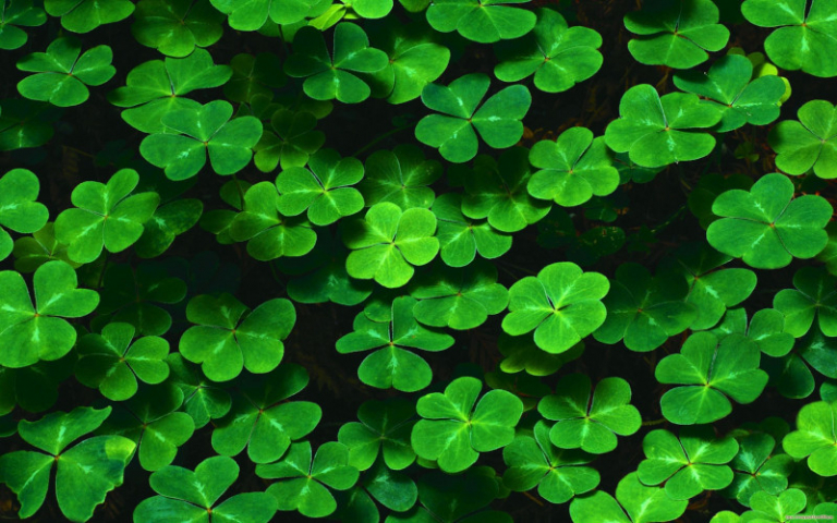 Comment remplacer le gazon par du trèfle ? Le guide complet