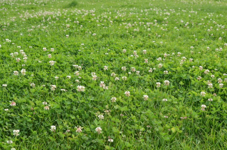 Comment remplacer le gazon par du trèfle ? Le guide complet