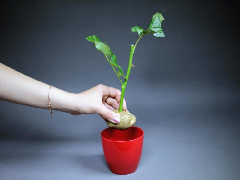Comment planter une rose fanée dans une pomme de terre