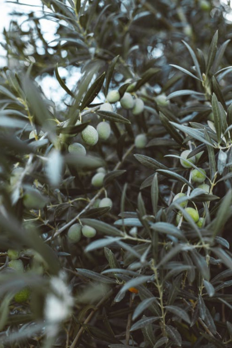 Comment traiter un olivier avec des feuilles qui jaunissent