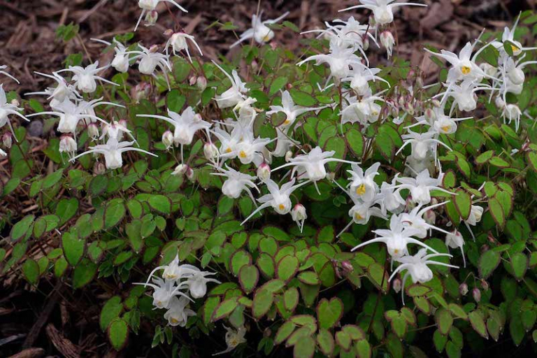 Les 10 indispensables couvre-sol rampants persistant à croissance ...