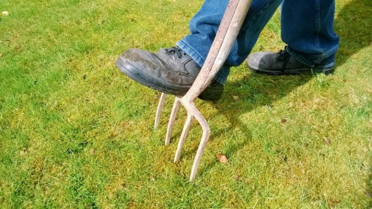 Le guide complet pour enlever la mousse dans la pelouse naturellement