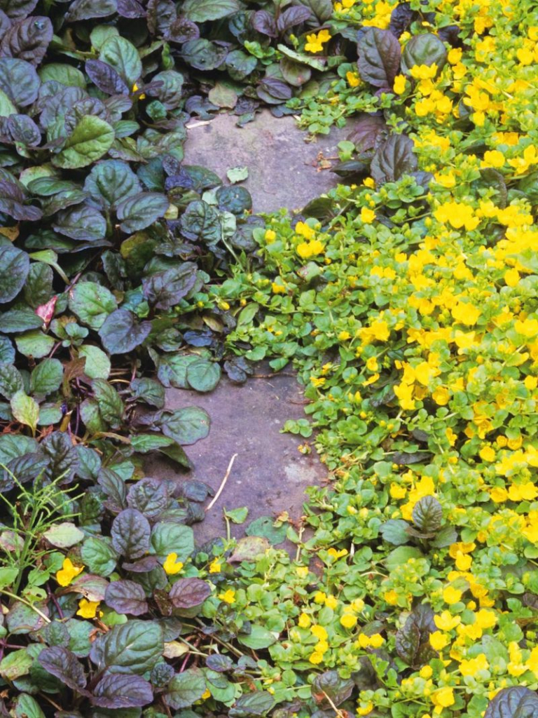 Les 10 indispensables couvre-sol rampants persistant à croissance ...