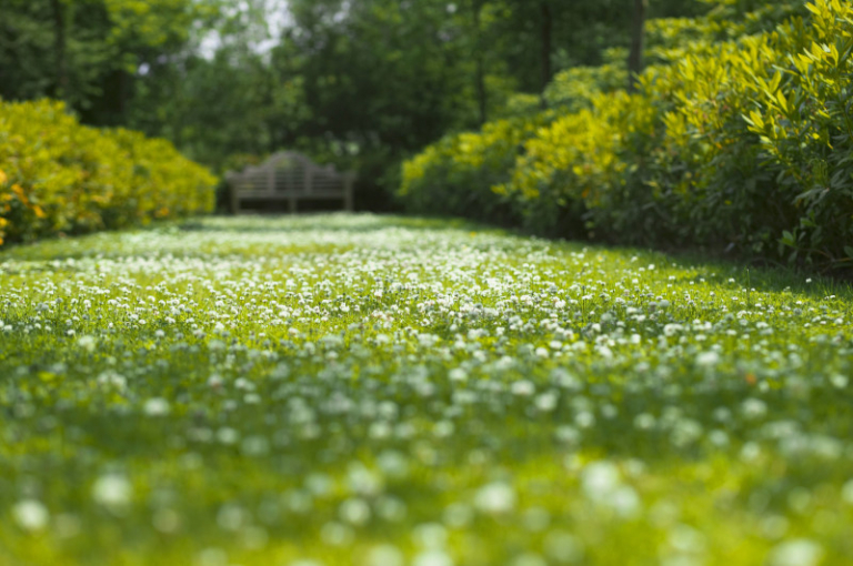 Comment remplacer le gazon par du trèfle ? Le guide complet