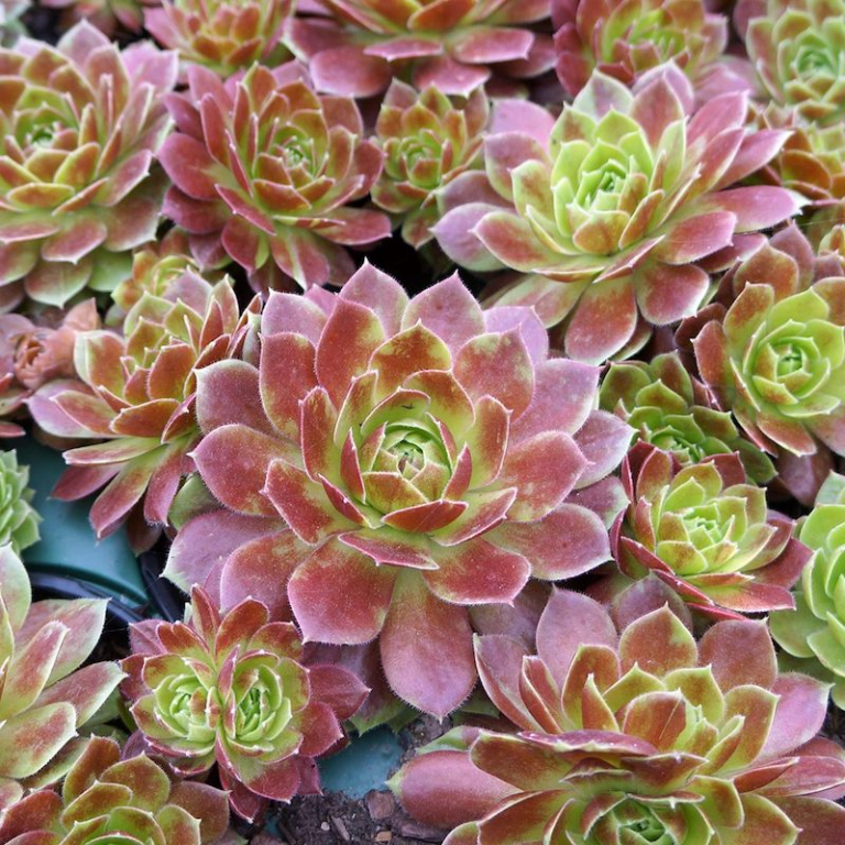 Voici les meilleures plantes grasses rustiques pour rocaille sans entretien