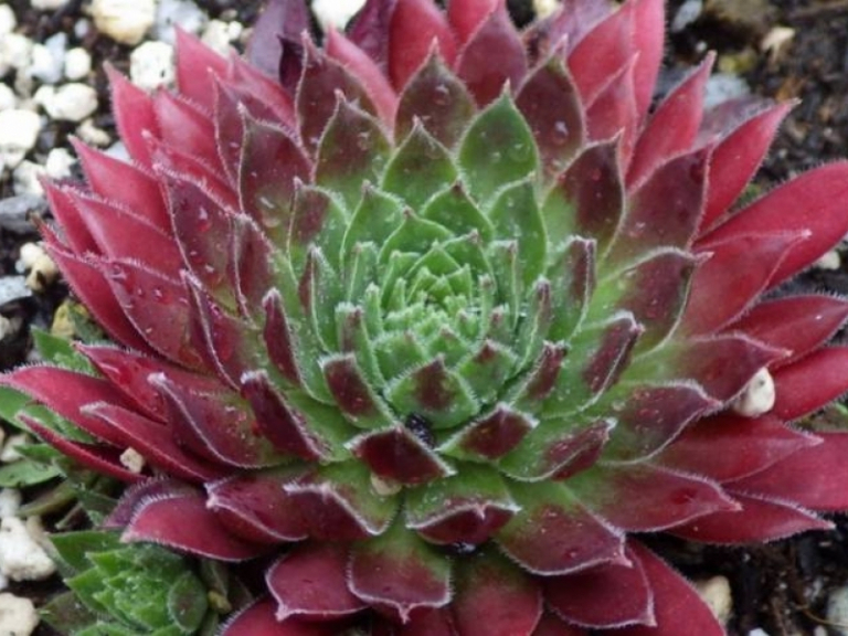 Voici les meilleures plantes grasses rustiques pour rocaille sans entretien