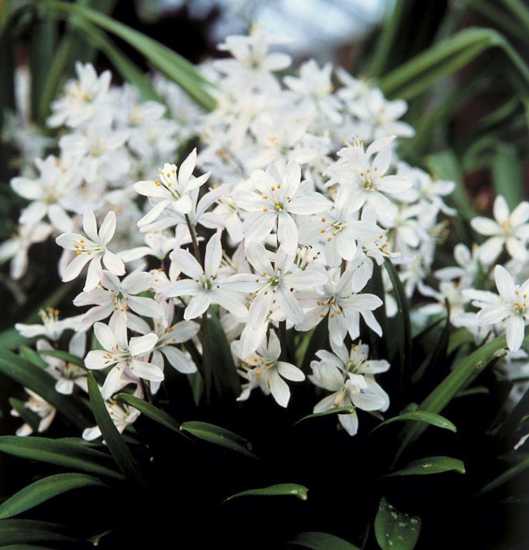 Quelles plantes vivaces rustiques, en plein soleil, sans arrosage choisir
