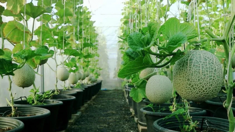 Comment et quand planter les melons en pleine terre au potager en juin