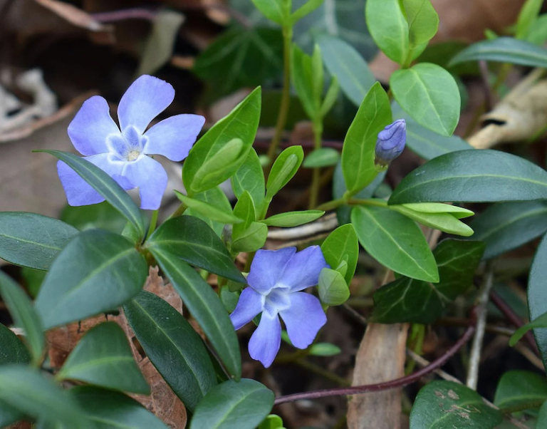 Les 10 indispensables couvre-sol rampants persistant à croissance ...