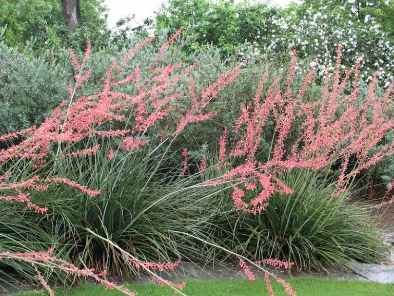 Voici les meilleures plantes grasses rustiques pour rocaille sans entretien