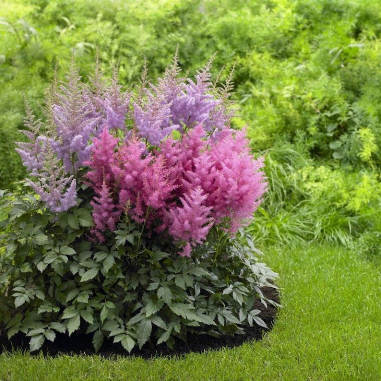 Quelles plantes vivaces rustiques, en plein soleil, sans arrosage choisir