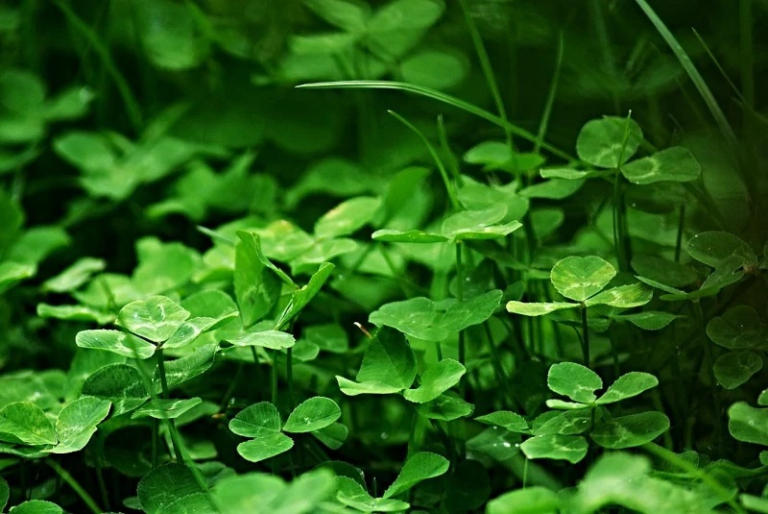 Comment remplacer le gazon par du trèfle ? Le guide complet