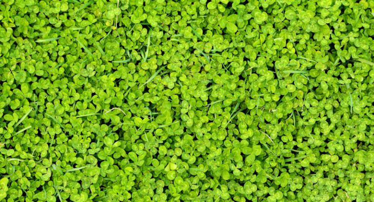 Comment remplacer le gazon par du trèfle ? Le guide complet