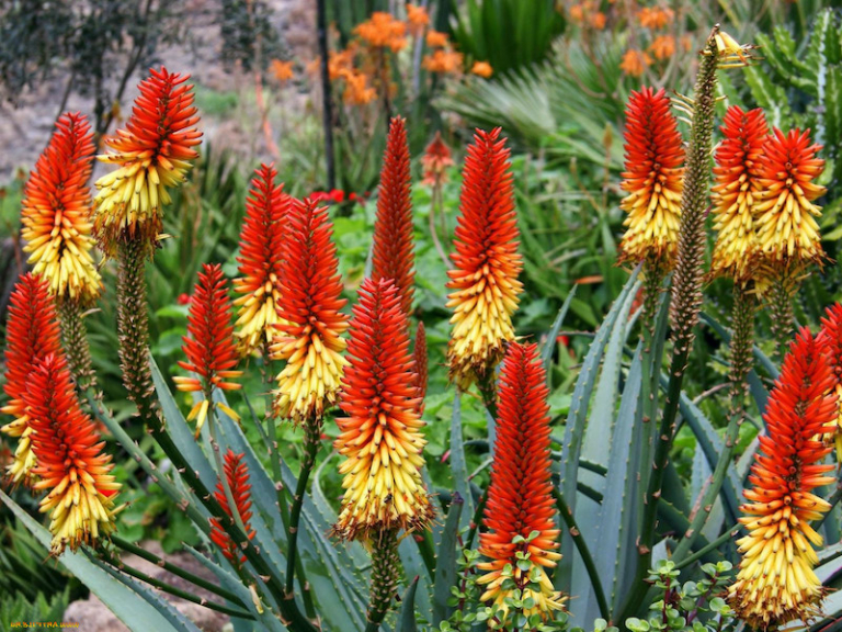 Voici les meilleures plantes grasses rustiques pour rocaille sans entretien