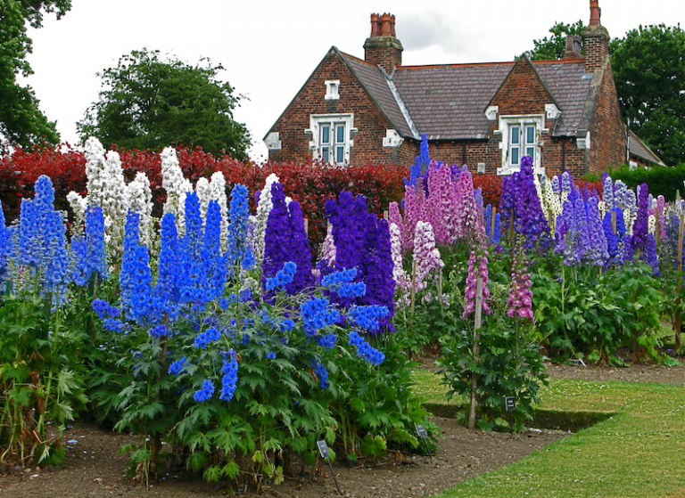 Quelles plantes vivaces rustiques, en plein soleil, sans arrosage choisir