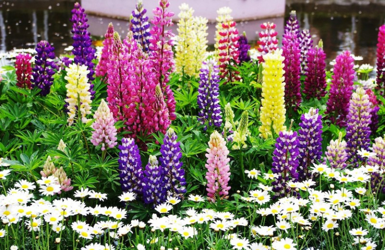 Quelles plantes vivaces rustiques, en plein soleil, sans arrosage choisir