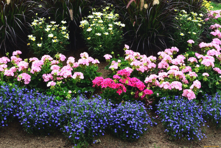 Quelles vivaces faciles d’ombre ou de mi-ombre, à très longue floraison