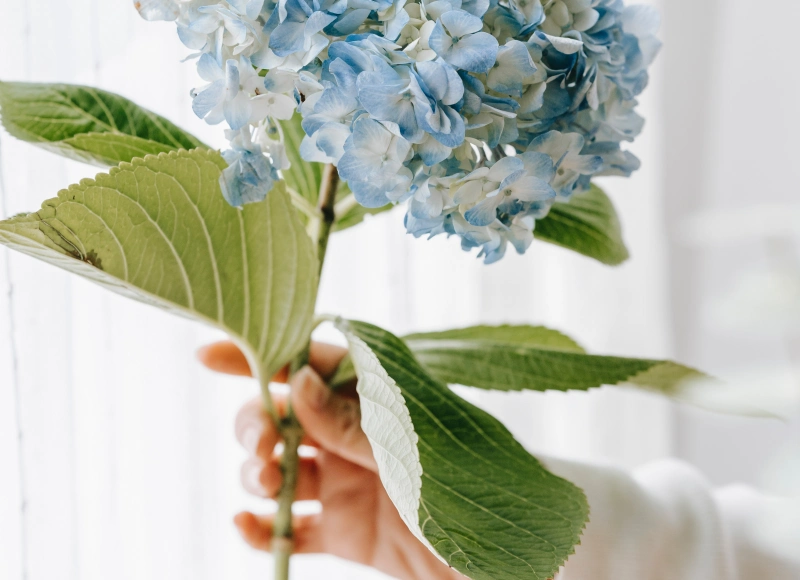 Bouturer un hortensia : Le guide complet pour réussir à coup sûr (même ...