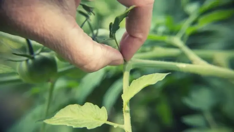Feuilles de Tomates : Ne les Jetez Plus ! Le Guide Complet pour les ...