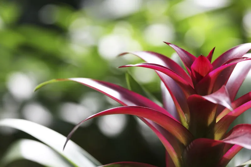 Secrets de Bromélias : Mon Guide pour les Garder en Vie (et les Faire ...