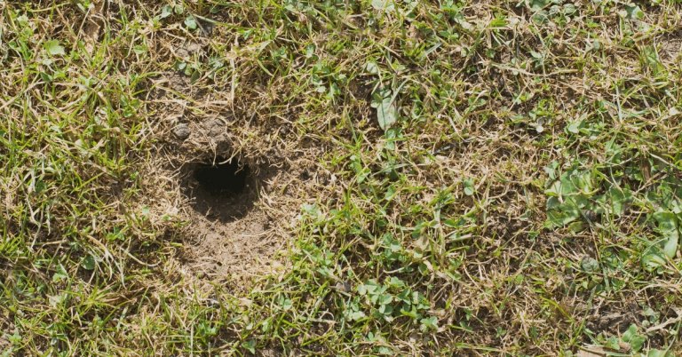 Comment se débarrasser des rats taupiers dans le jardin ? Stratégies ...