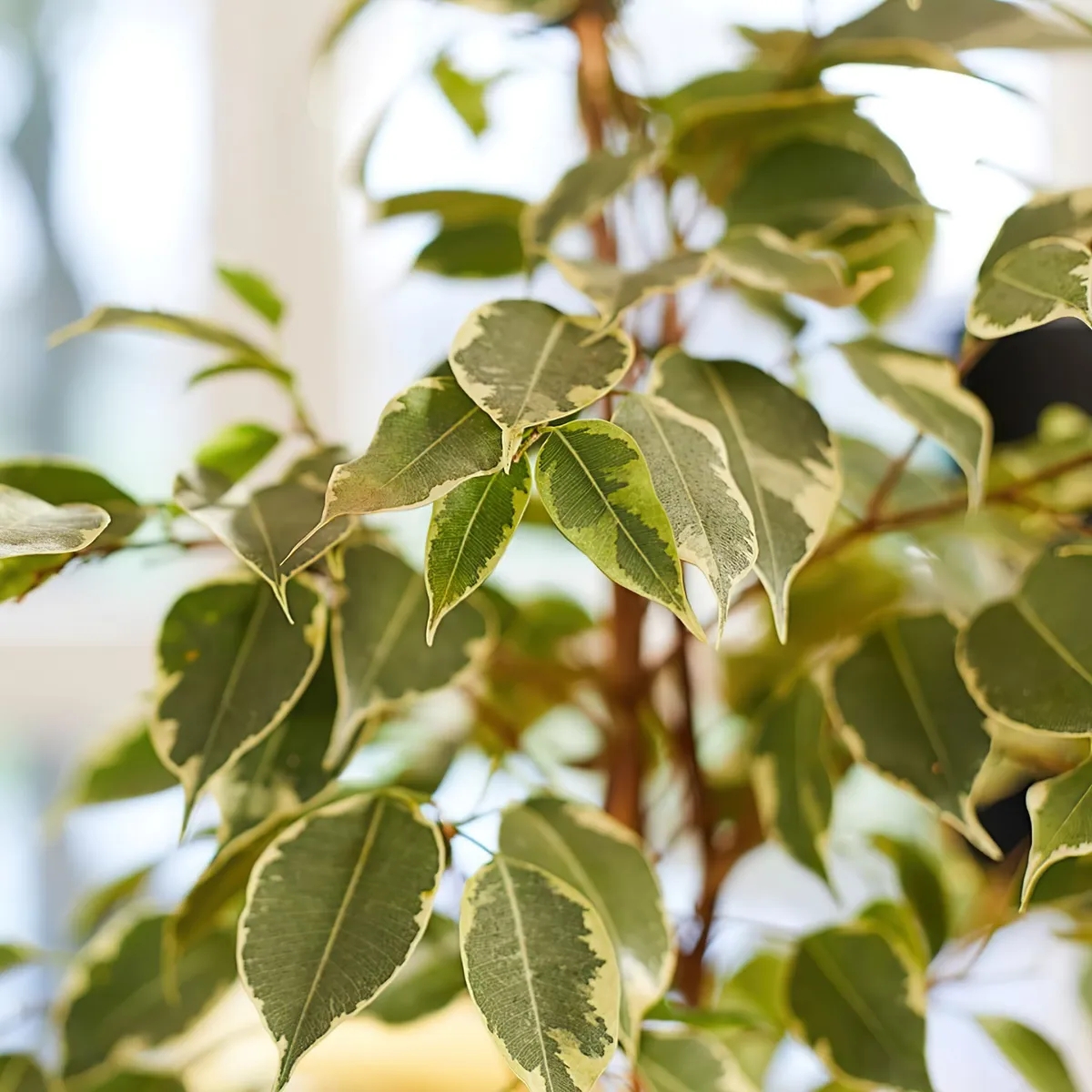 Votre Ficus Benjamina Perd Ses Feuilles ? Le Guide de Survie (Sans Panique)