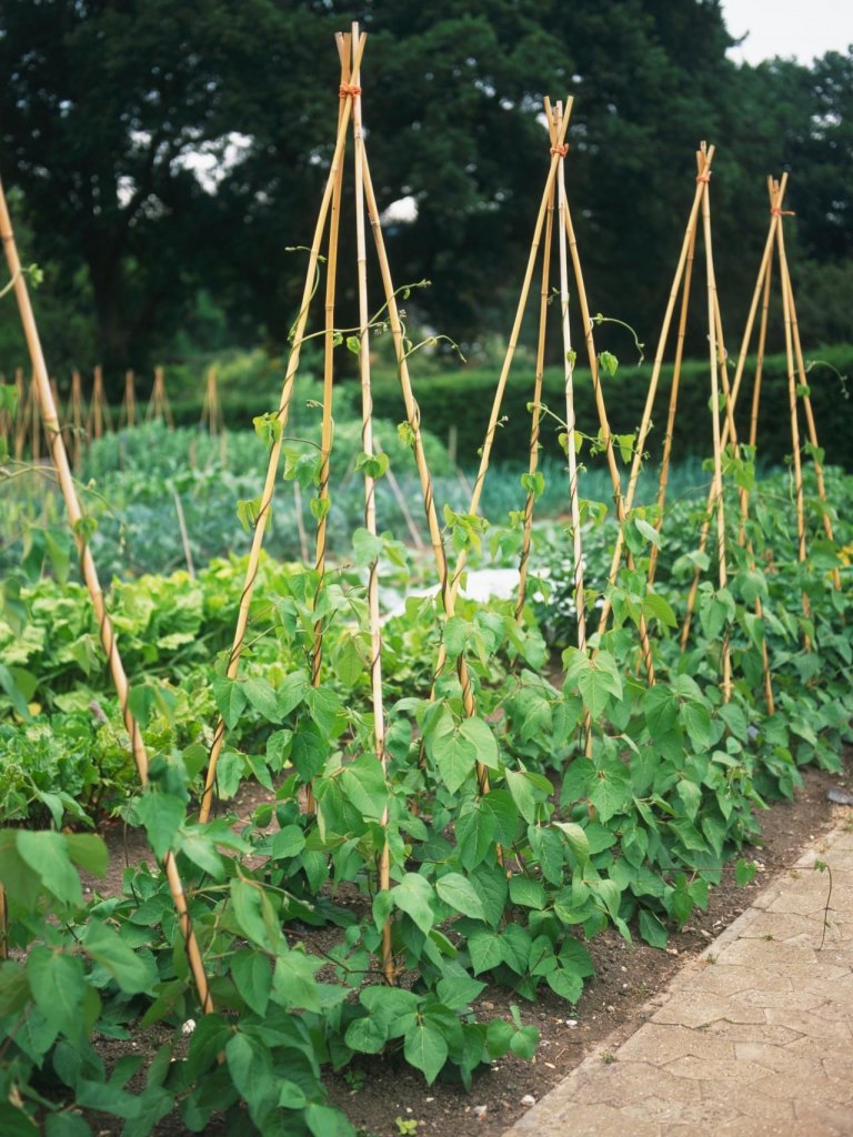 Comment Planter Des Haricots Grimpants