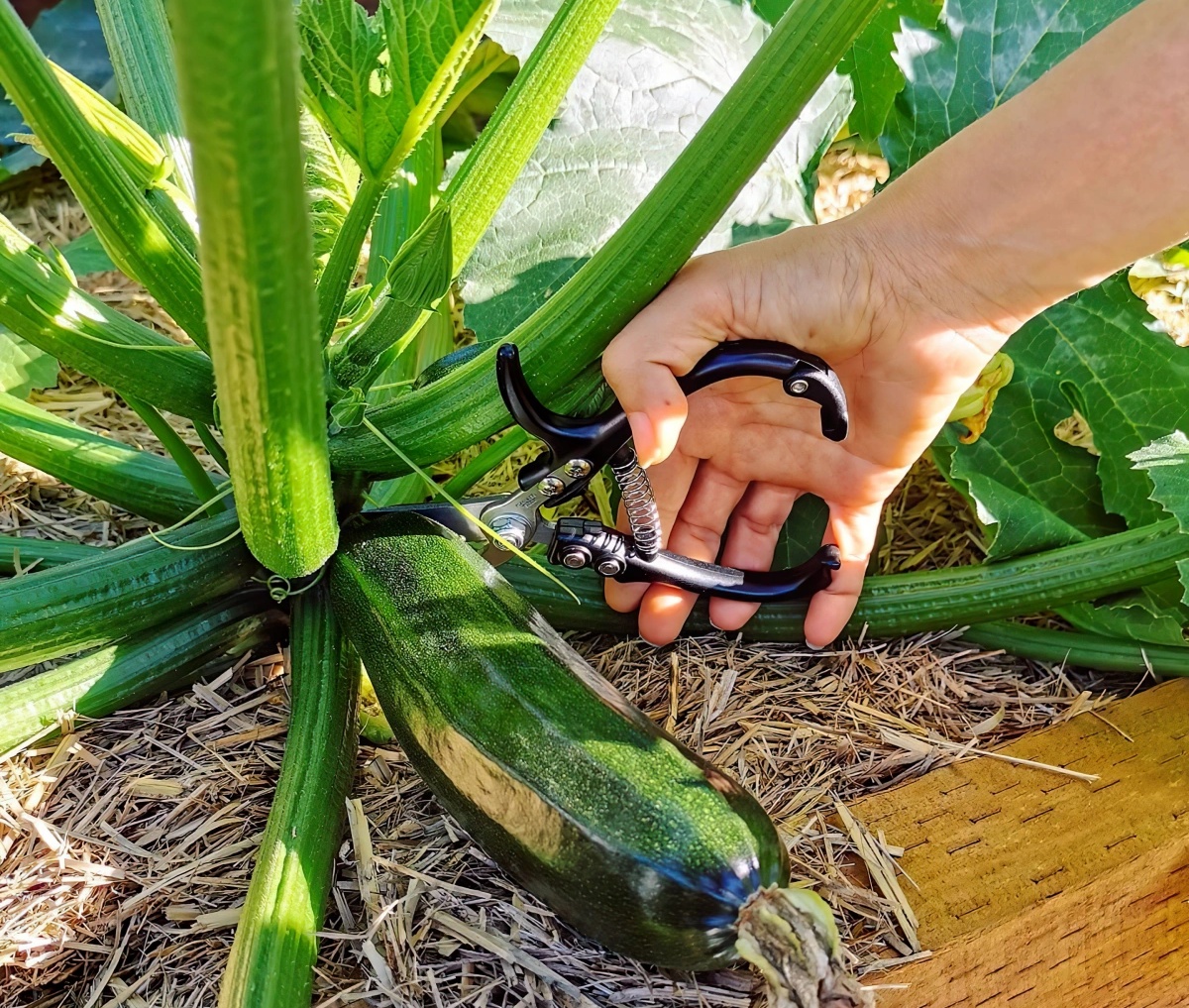 Tailler les Courgettes Sans Stress : Le Guide pour une Récolte de Rêve