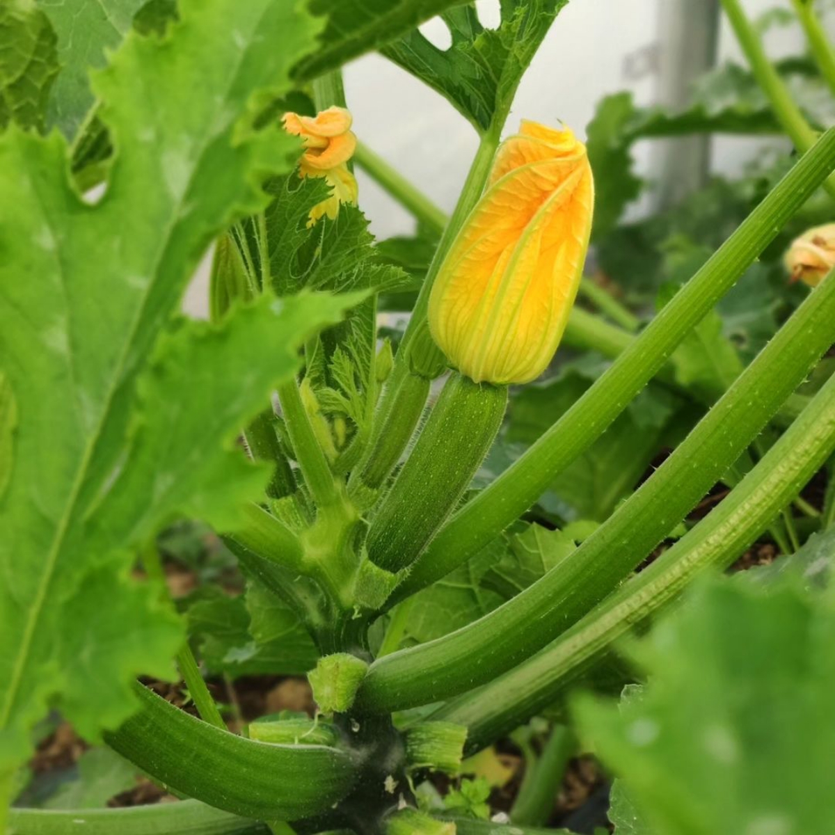 Faut-il pincer les courgettes non coureuses ? Les bons conseils des ...