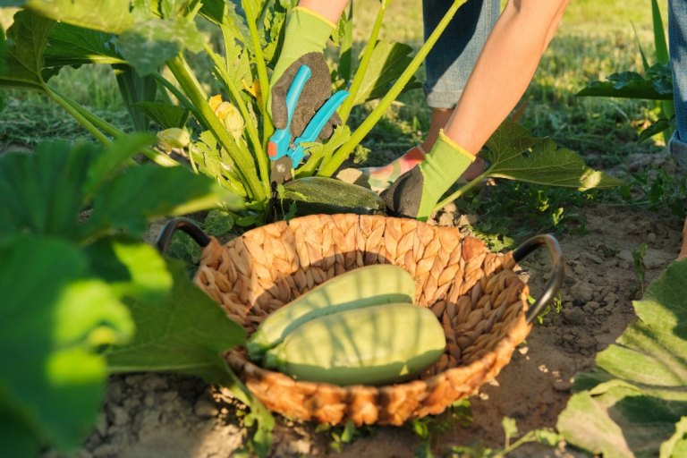Comment tailler les plants de courgettes pour tripler la production ...