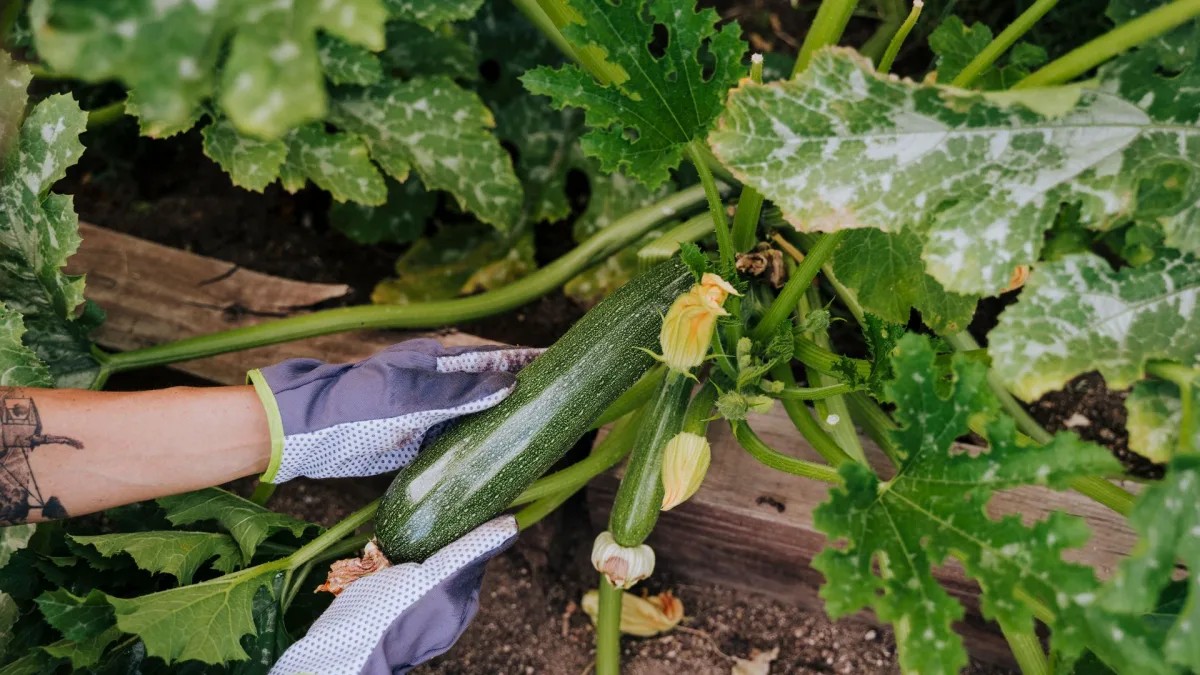 Comment faire pousser les courgettes plus vite ? Soins à apporter aux ...