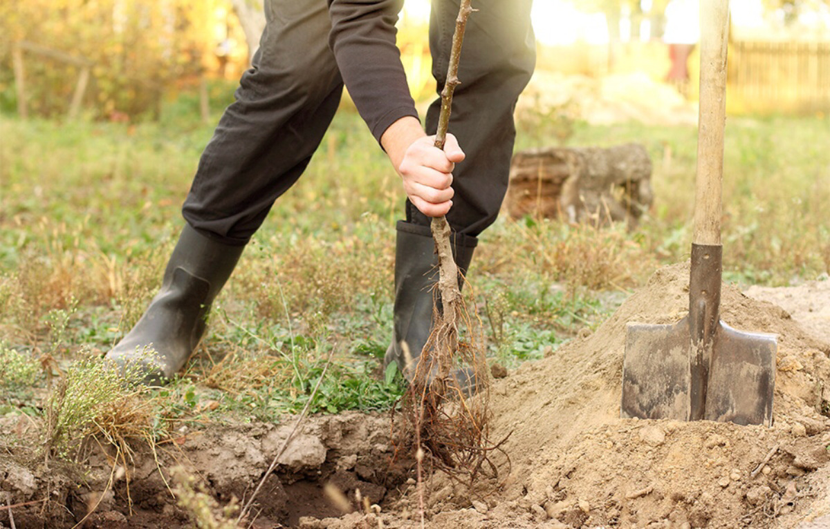 Quel arbre fruitier planter dans un sol sableux : les espèces à ...