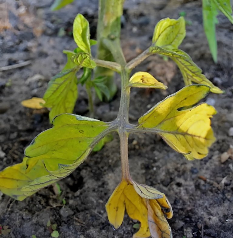 Tomates : signes de carences – comment les reconnaître pour les traiter ...