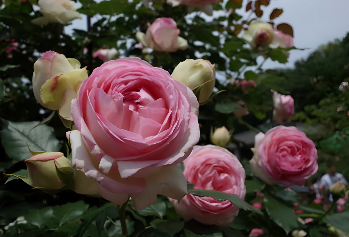 Que planter au pied d’un rosier pierre de ronsard : les meilleures ...
