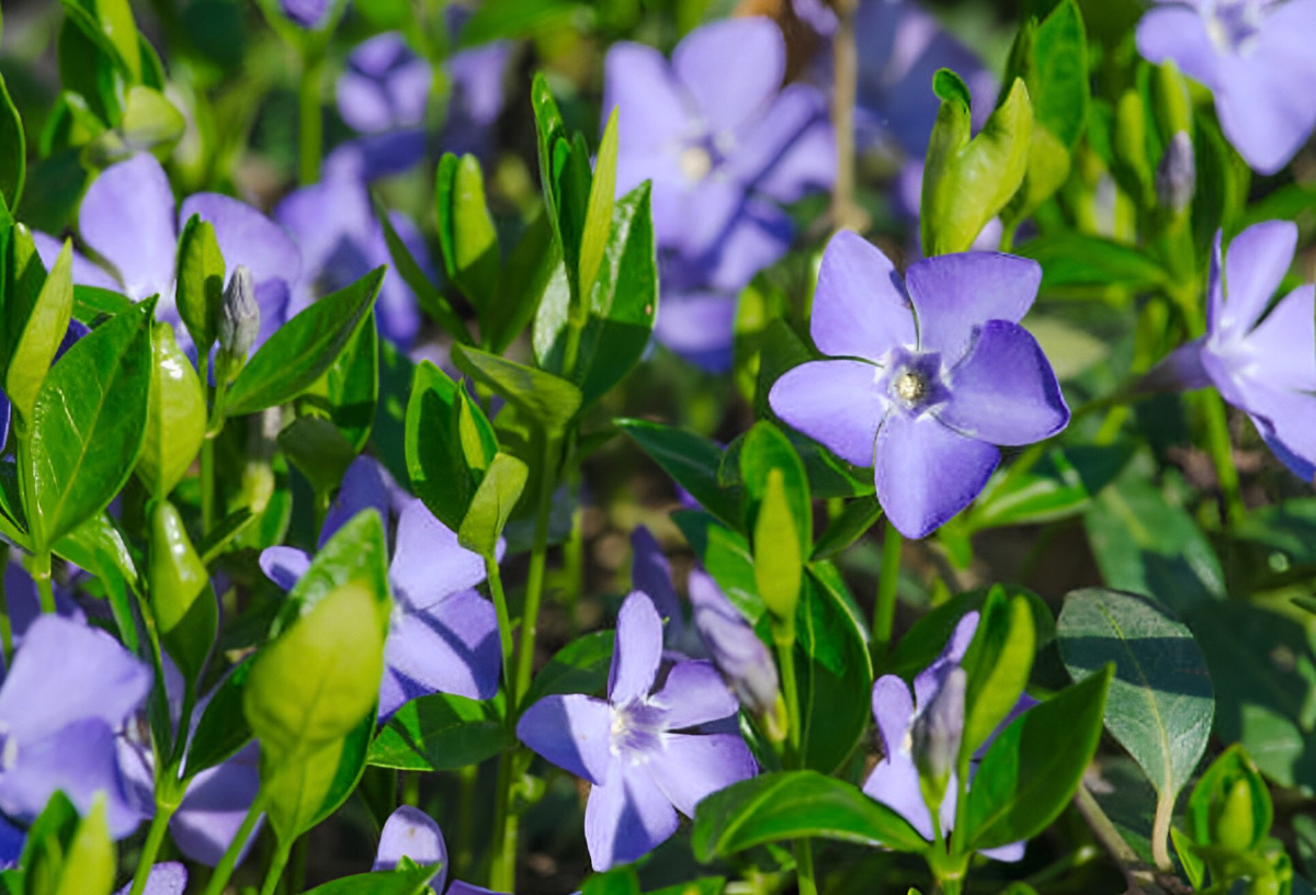 6 plantes couvre-sol talus sans entretien : options sans efforts pour ...