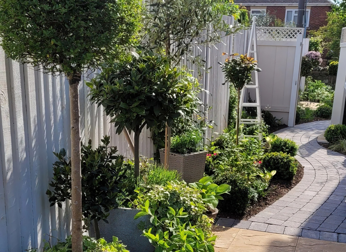 Arbres persistants pour petit jardin : 12 espèces compactes et fascinantes